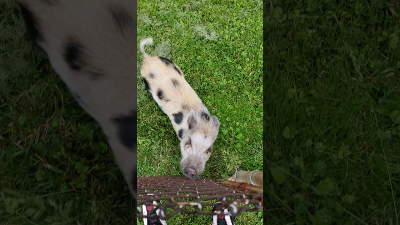 The fastest pig on earth 🤣 - YouTube