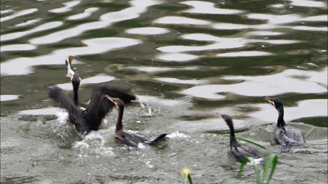 1120326 The great cormorants fighting for fish at Nan-Yang Bridge ...