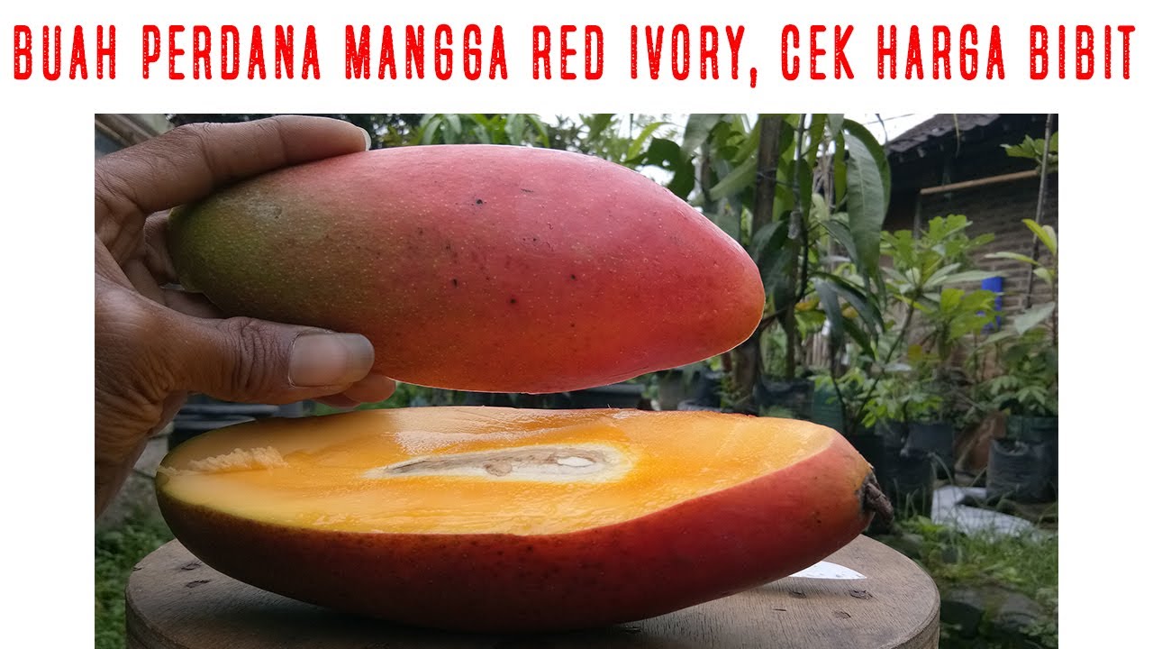 🔴 Harga Bibit Mangga Red Ivory - YouTube