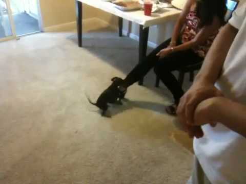 Dog humps leg - YouTube