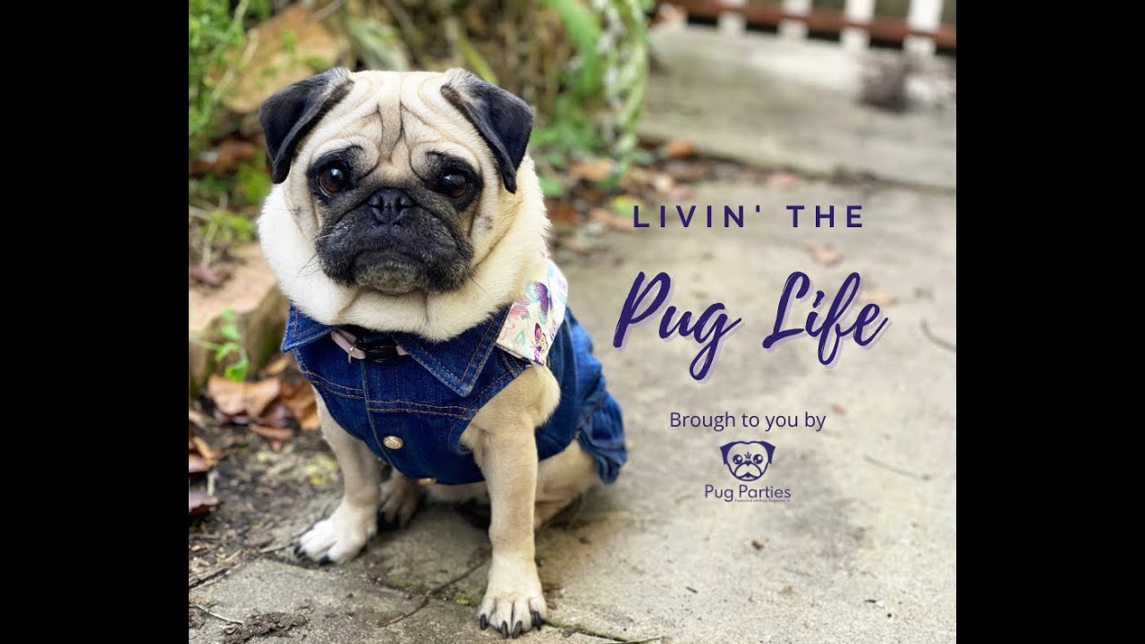 LIVIN' THE PUG LIFE SHOW Ep 4: Meet Charles my First Fawn Pug - YouTube