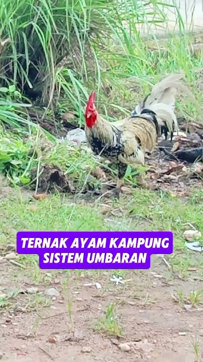 TERNAK AYAM KAMPUNG SISTEM UMBARAN - YouTube