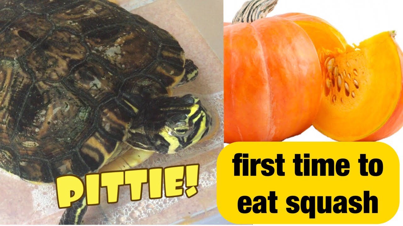 YELLOW BELLIED SLIDER EATS SQUASH / ENGLISH-TAGALOG - YouTube