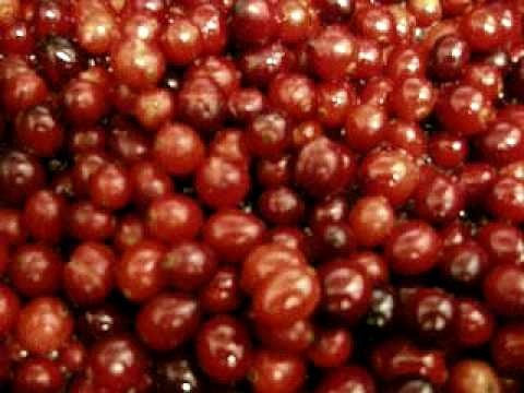Cranberries Popping - YouTube
