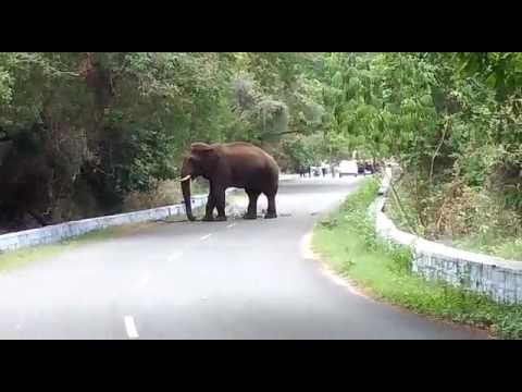 Elephant on valparai road near monkey falls (ALIYAR DAM) - YouTube