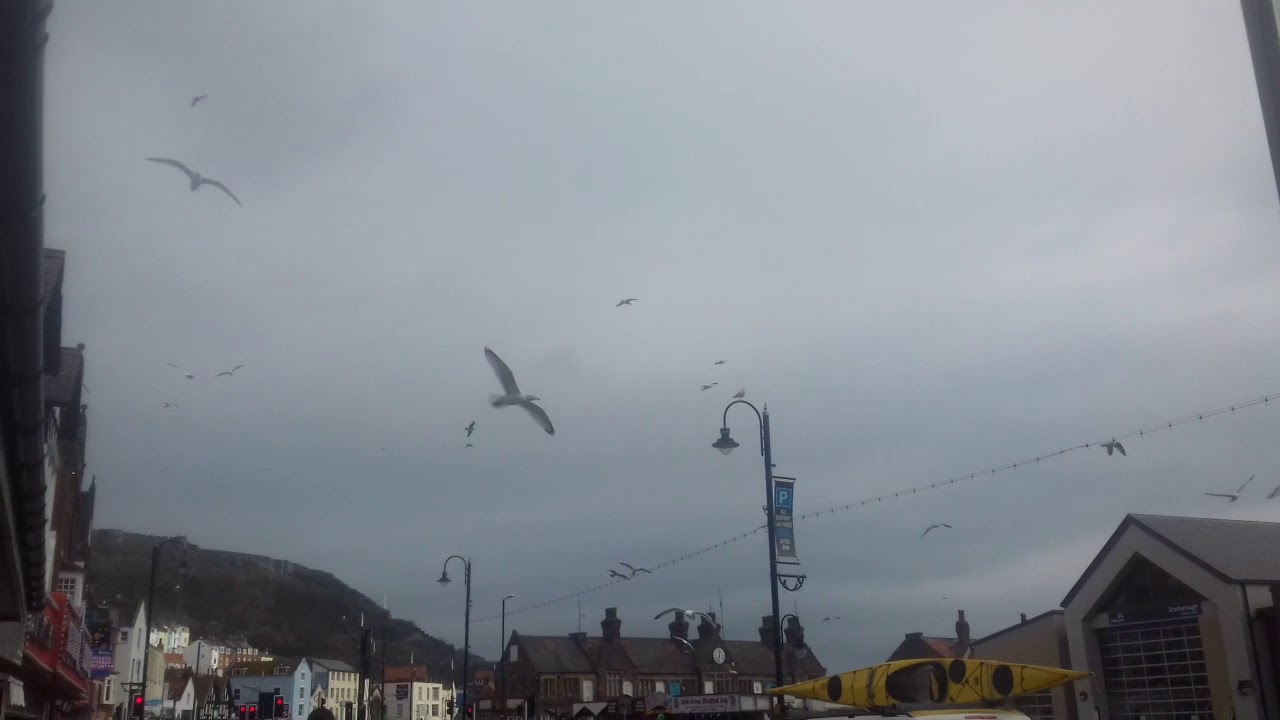 Seagulls in Scarborough - YouTube