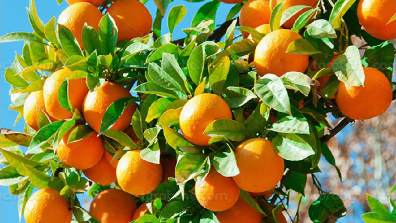 The 7-meter tangerine tree that I pruned..😍👌 #tangerine #pruning - YouTube