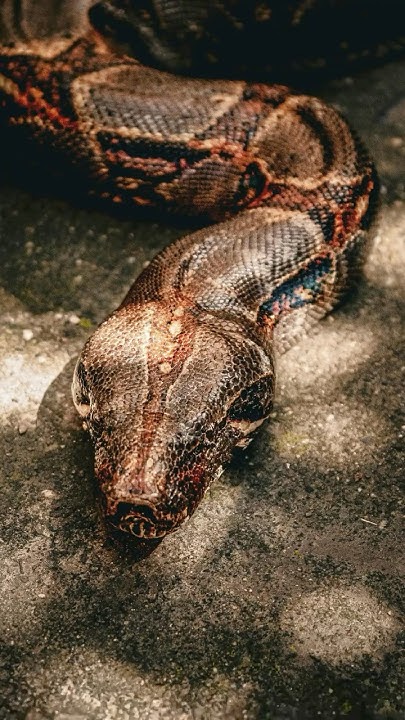 This Snake Can Swallow a Crocodile - YouTube