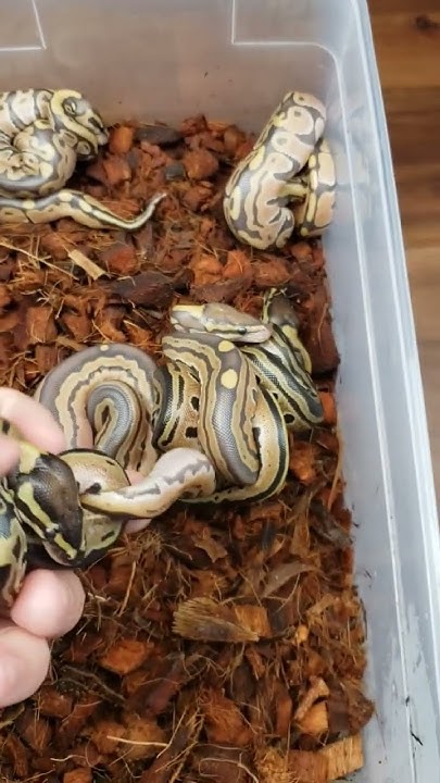 Hypo Tristripe Ball Python, ball of baby hatchlings before their first ...