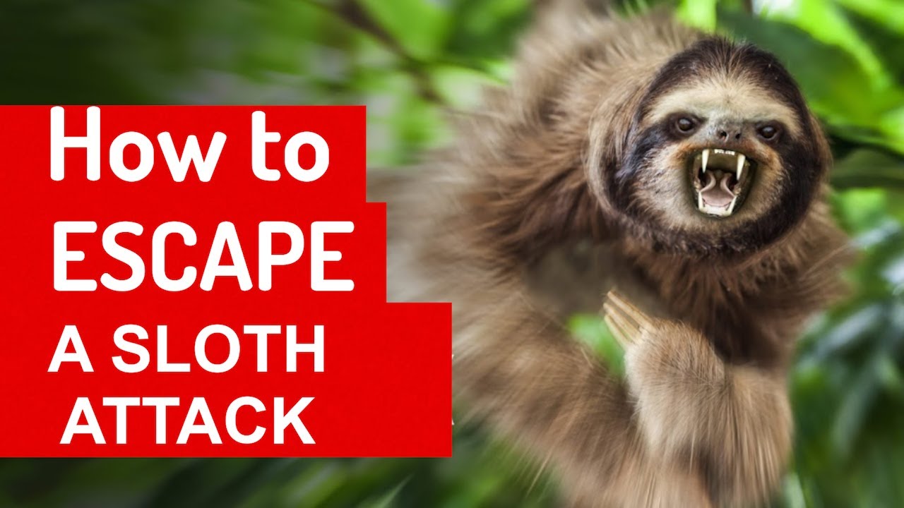 HOW TO ESCAPE A SLOTH ATTACK - YouTube