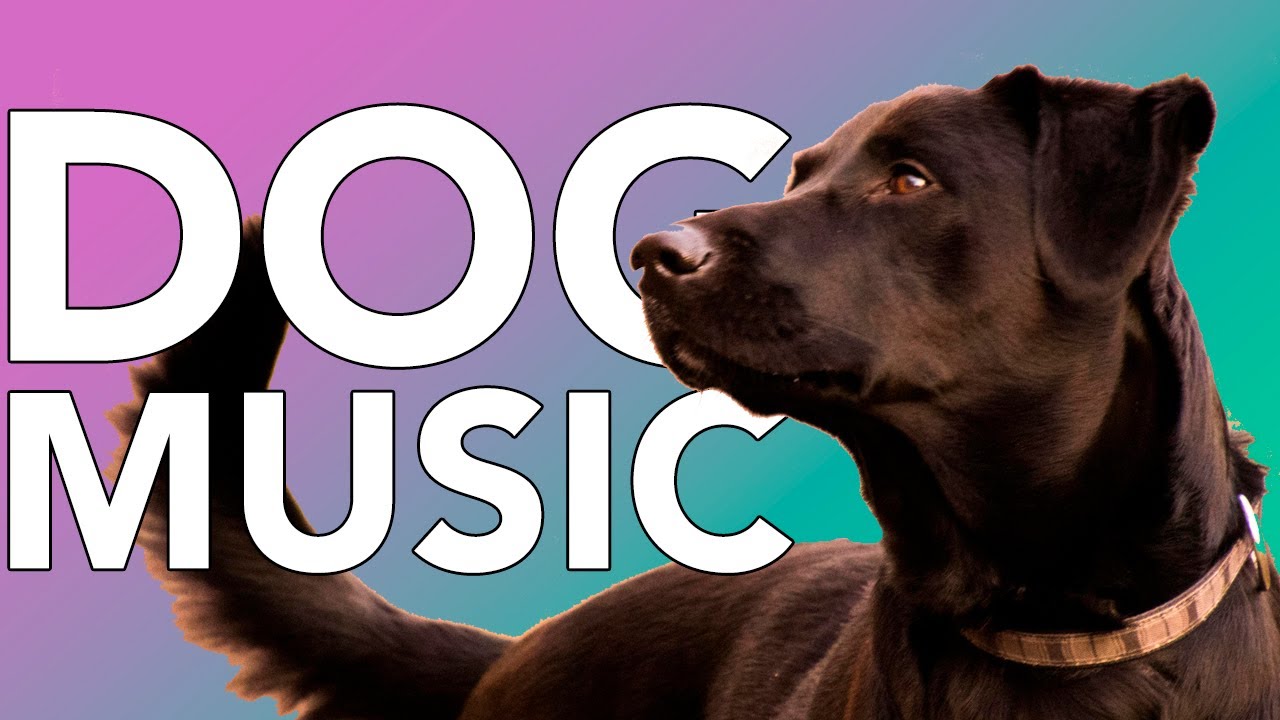 MUSIC FOR DOGS! 20 Hours of Calming Songs (Helped 20 Million Dogs ...