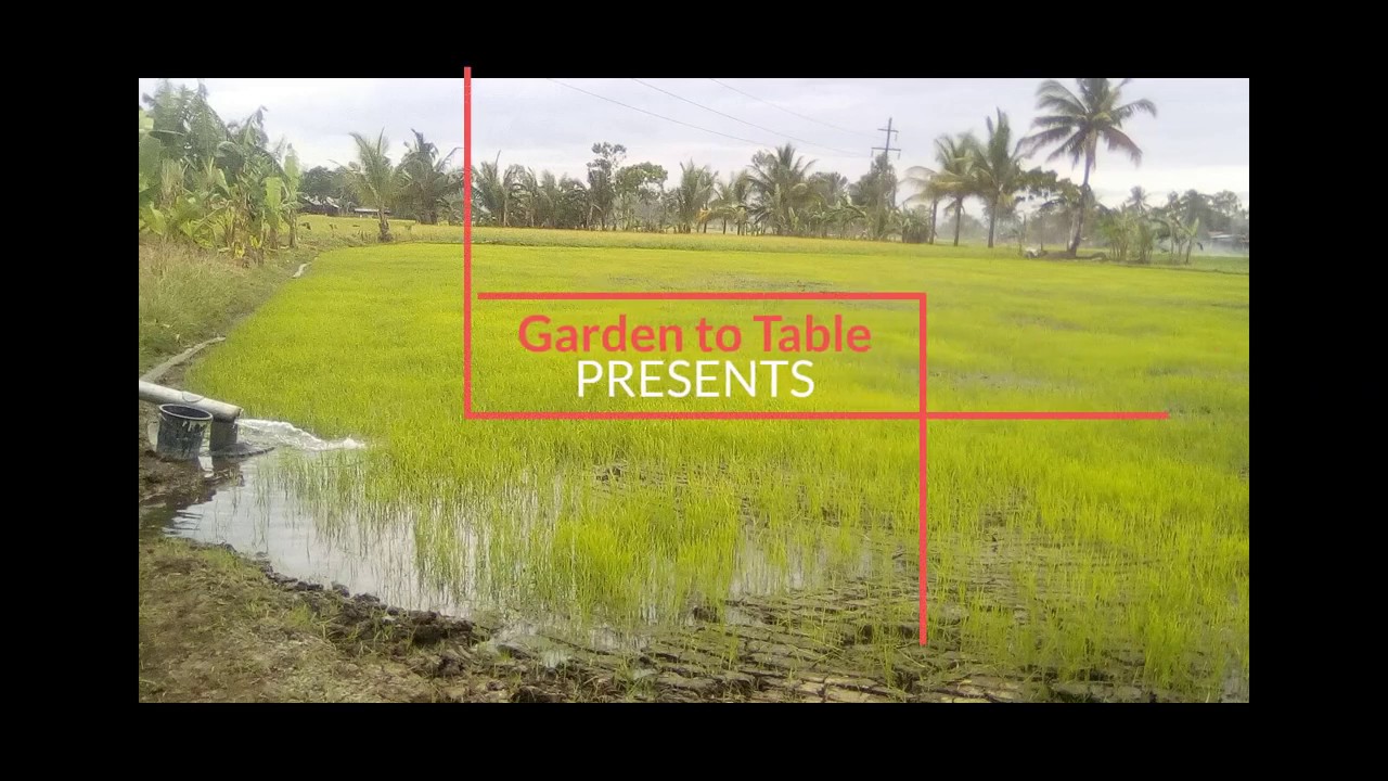 Family Farm Philippines | Kuliglig mini hand tractor - YouTube