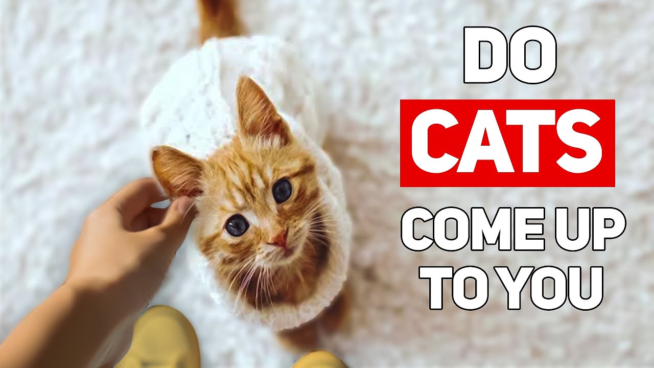 What Does It Mean When Random Cats Come Up to You? - YouTube