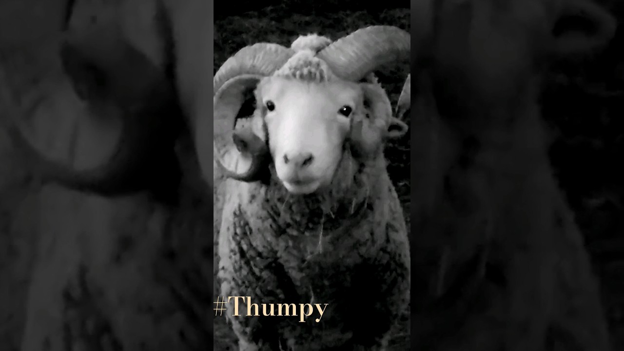 🐮 Livestock🐐-R-Freens #thumpy - YouTube