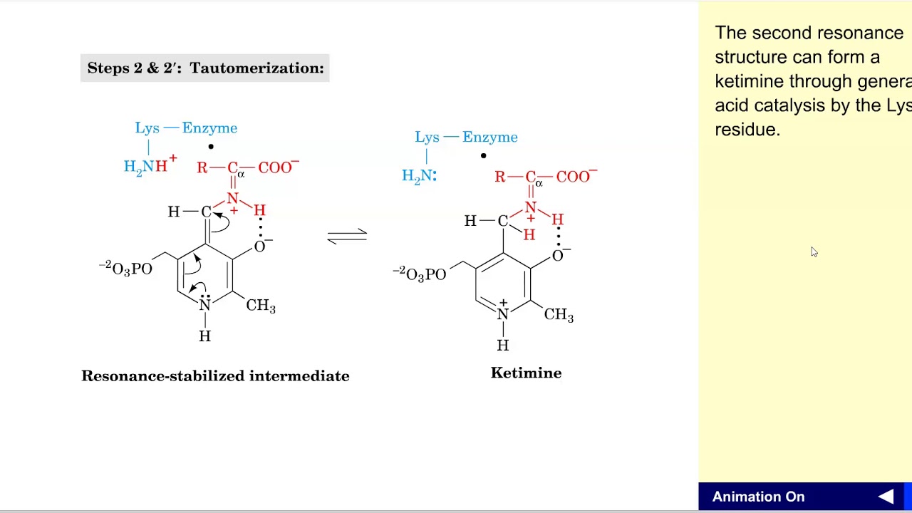 Transaminase mechanism - YouTube