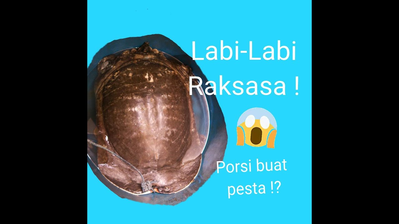 Menyantap Labi-Labi/Pi Oh/Bulus Besar ! MASAK TAUCO? TONGSENG? DI SATE ...
