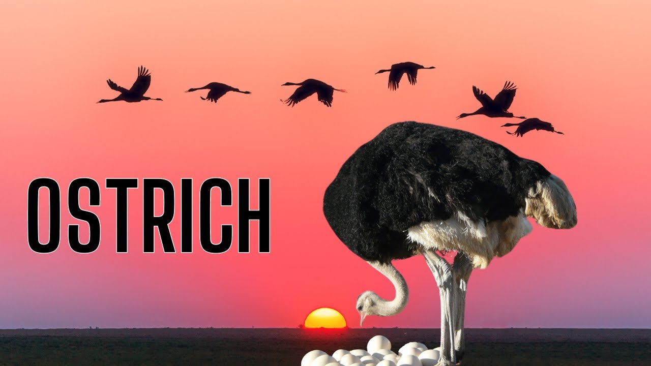 Feathers and Fertility: A Duet of Ostrich Pair and Eggs. - YouTube