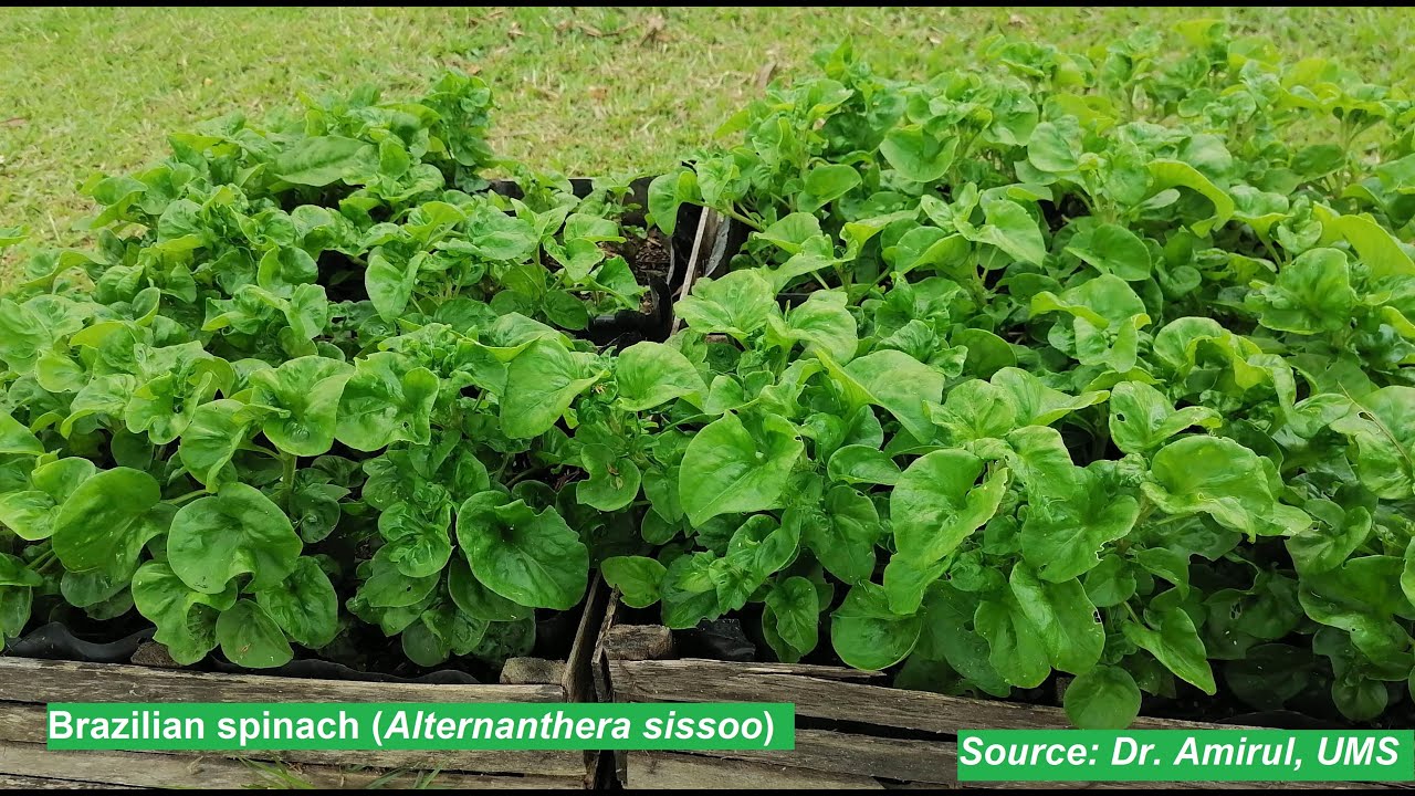 Brazilian spinach - grow as you like! - YouTube