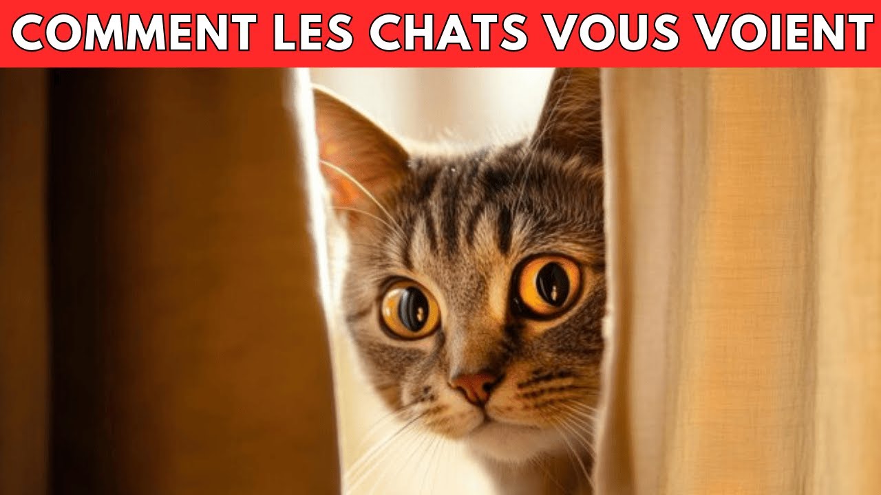 Votre chat pense-t-il aussi que vous êtes un chat ? - La réponse ...