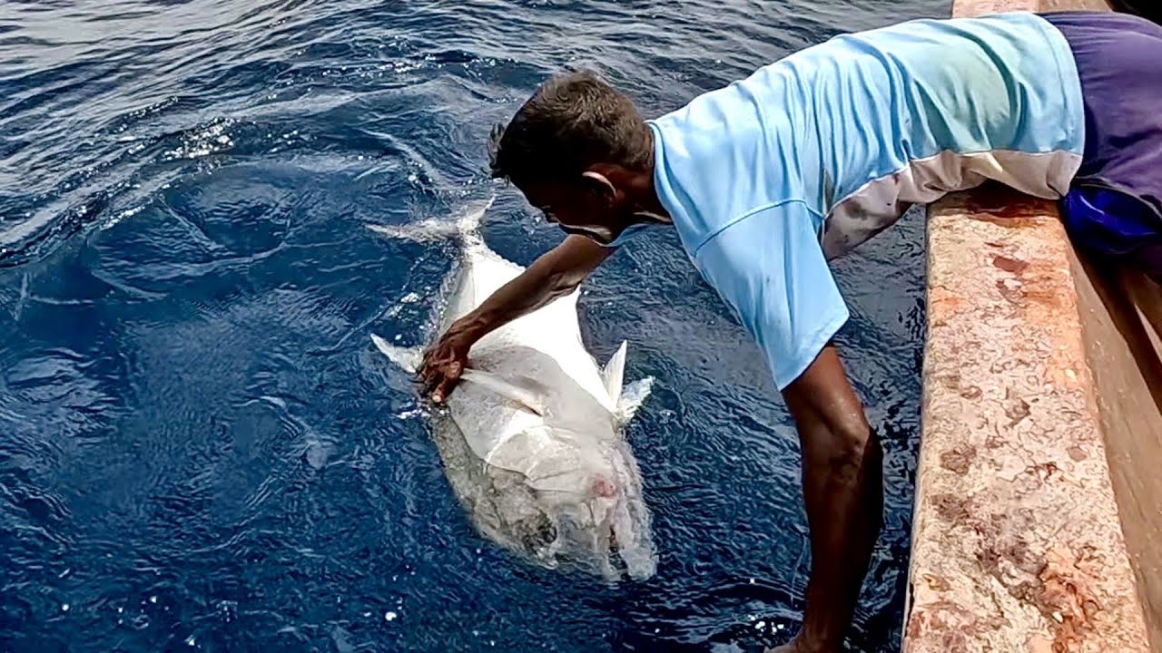 Catching Giant Trevally Fish, Diamond Trevally Fish & Queen Fish in the ...