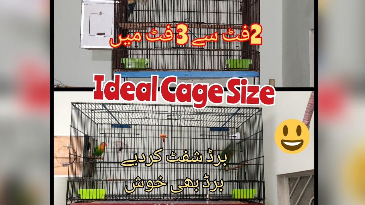 setting up my new love bird cage 2ft to 3ft (ideal size) - YouTube