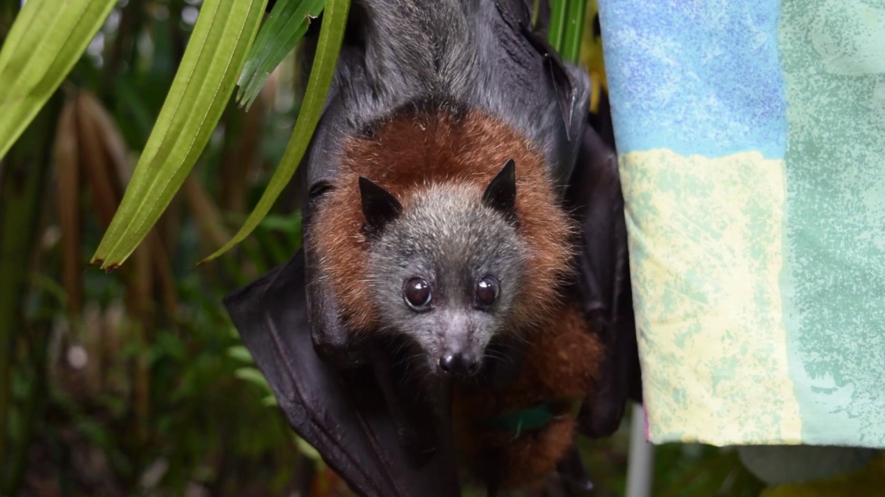 Adorable baby grey-headed flying fox. Meet Bailey. - YouTube