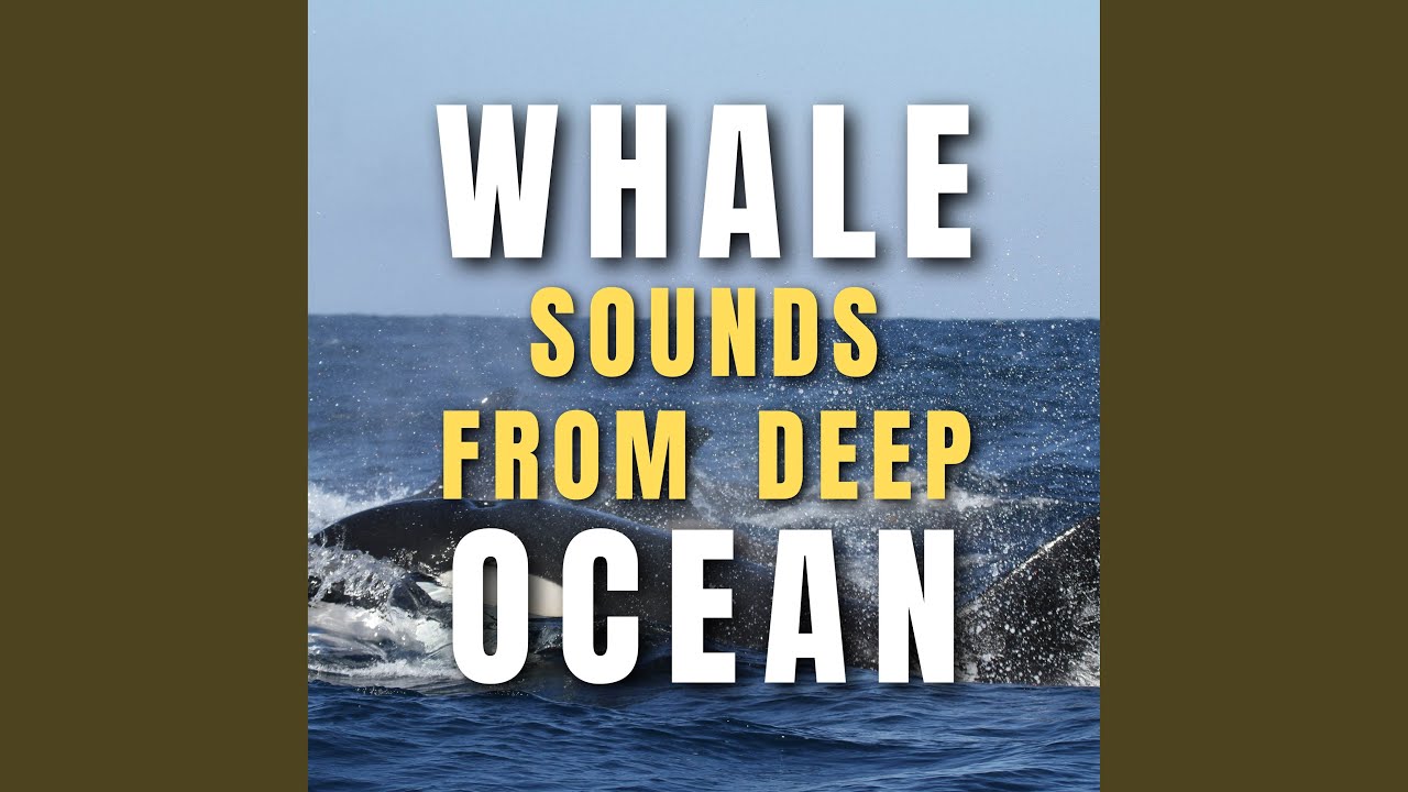 Ocean Whale Sounds - YouTube Music