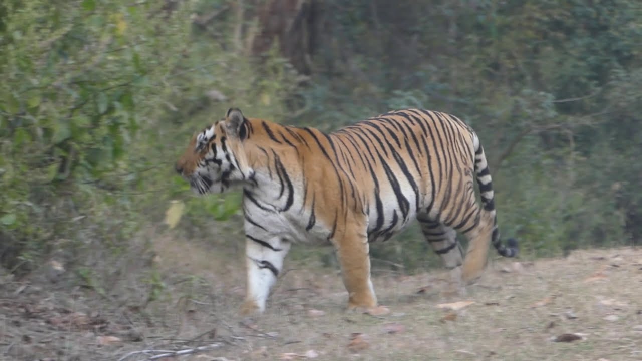 Kanha National Park; Male Tiger Chota Munna - YouTube