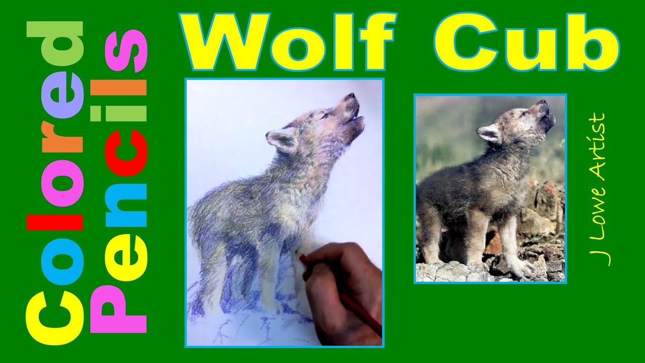 Wolf Cub Colored Pencil Drawing - YouTube
