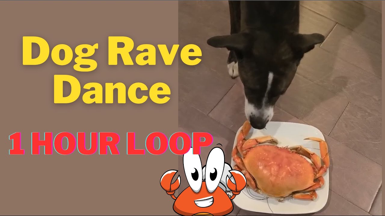 Dog Dance Steps with Crab Rave 1 hour loop | Dog Nova Dance & cooked ...