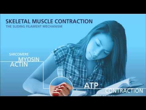Muscle contraction animation - YouTube