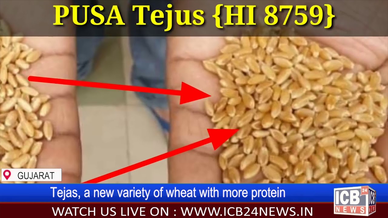 GUJARAT : Tejas, a new variety of wheat with more protein|| ICB24NEWS ...
