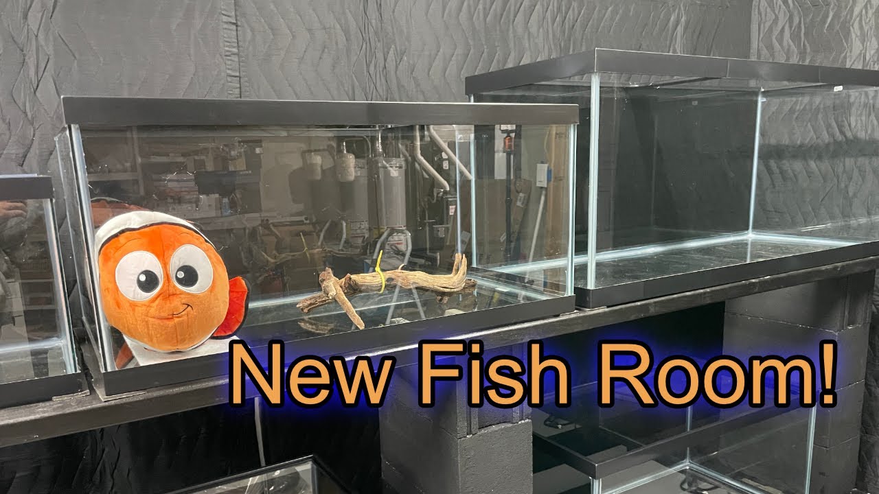 Sneak Peek: My Almost-Finished Fish Room! - YouTube
