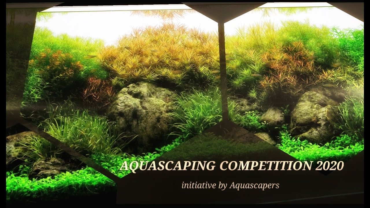 Aquascaping Competition 2020 - YouTube