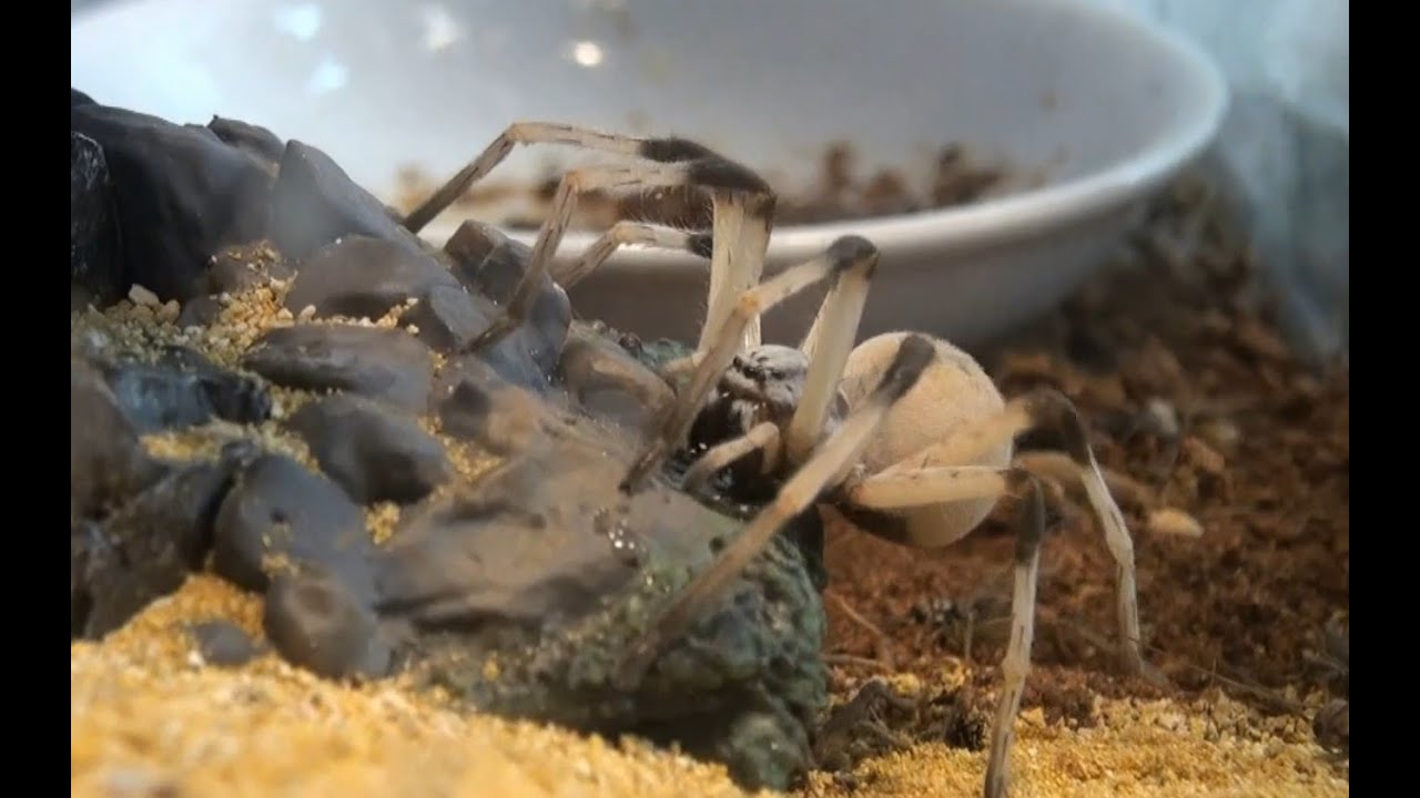 Israeli Huntsman Spider (Cerbalus Aravaensis) Creepy Big Spider ...