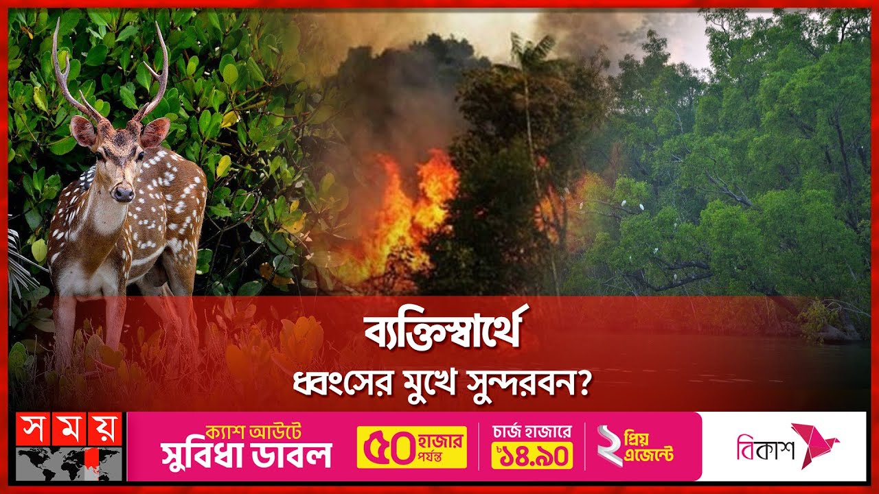 ‘সুন্দরবন না থাকলে আমাদের ঘরবাড়ি কিচ্ছু থাকত না’ | Sundarban | Fire ...