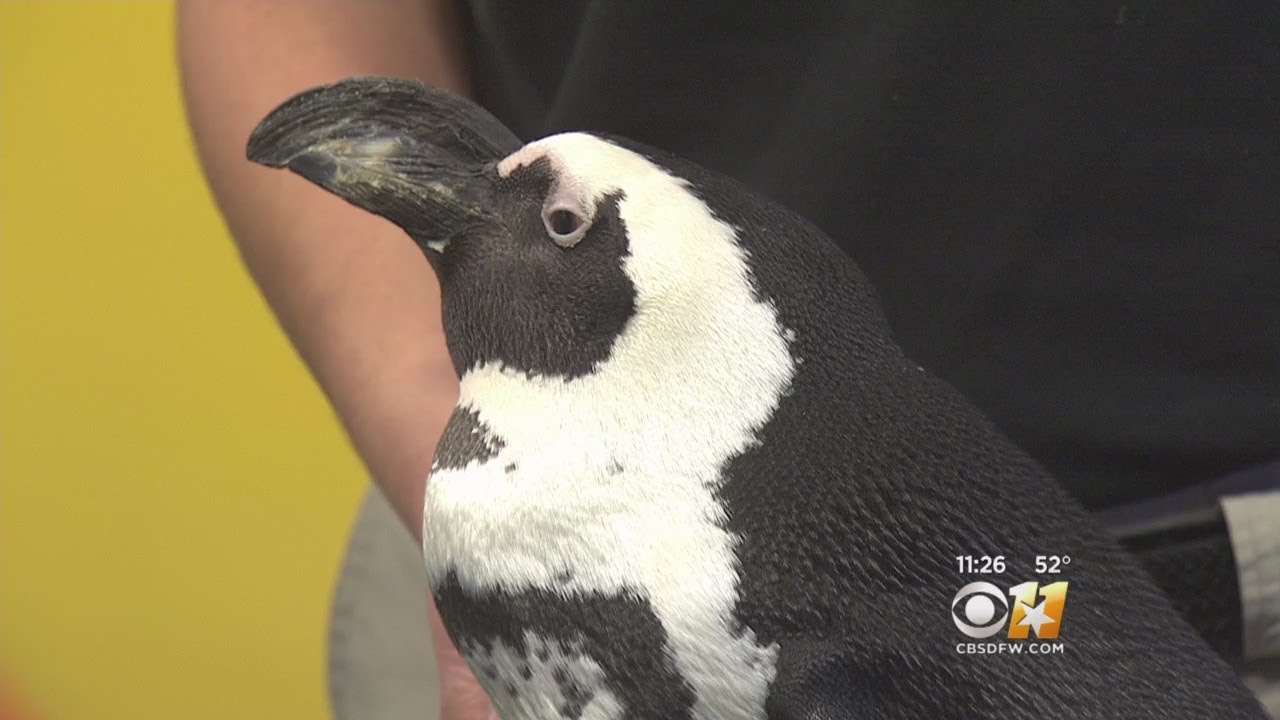 Wild Wednesday: African Penguins - YouTube