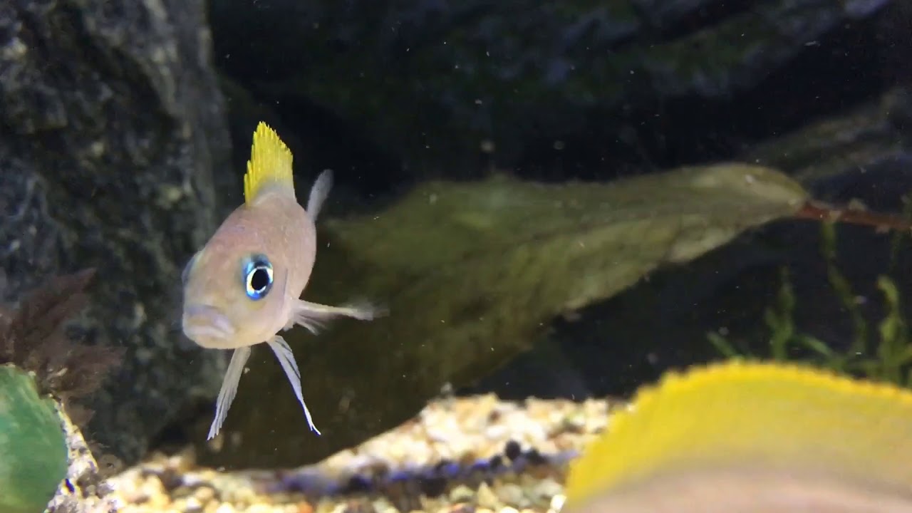 Neolamprologus caudopunctatus - YouTube