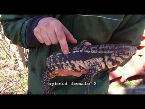 A selection of hybrid Argentine tegus for sale now - YouTube