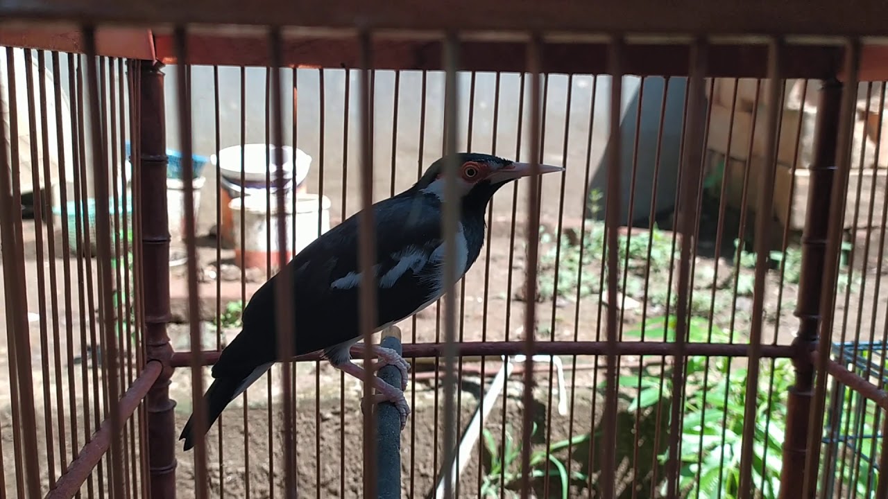 Manuk manukan - YouTube