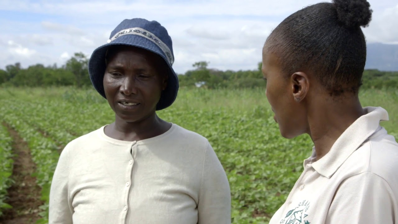 Shamba Shape Up Sn 10 - Ep 4: OFSP, Fall Armyworm, Conservation Agriculture (English) - YouTube