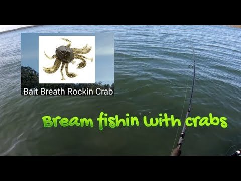 Lake Mac Bream on Plastic Crabs - YouTube