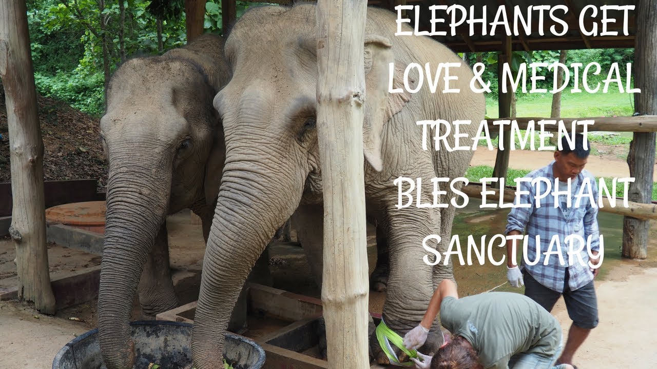 Elephants Get Medical Treatment-Boon Lotts Elephant Sanctuary 2018 ...