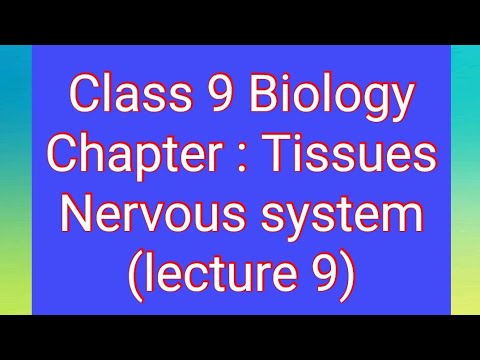 nervous tissue class 9 Science biology chapter Tissues - YouTube