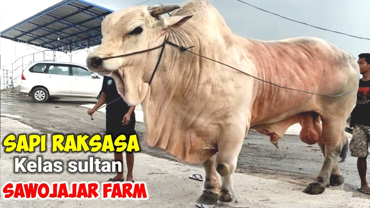 SAPI RAKSASA KELUAR KANDANG DI KERAJAAN SAPI KELAS SULTAN SAWOJAJAR ...