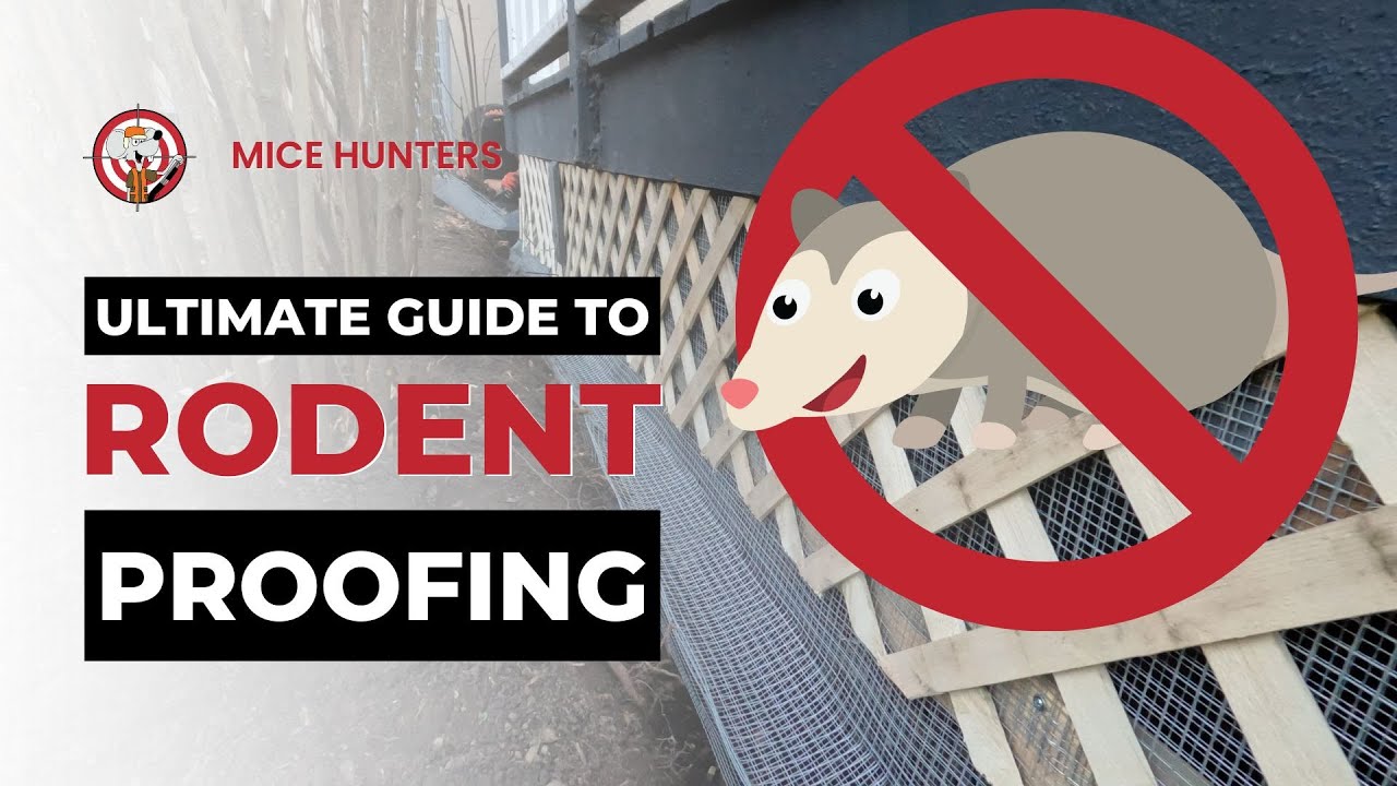 Ultimate Guide to Rodent Proofing: Keep Mice and Opossums Out of Your ...