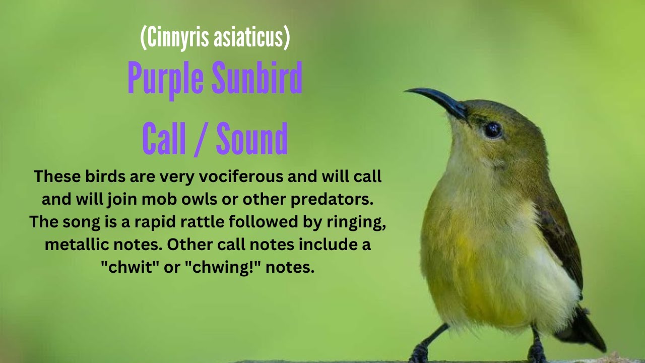 Purple Sunbird Female Call and Sound - YouTube