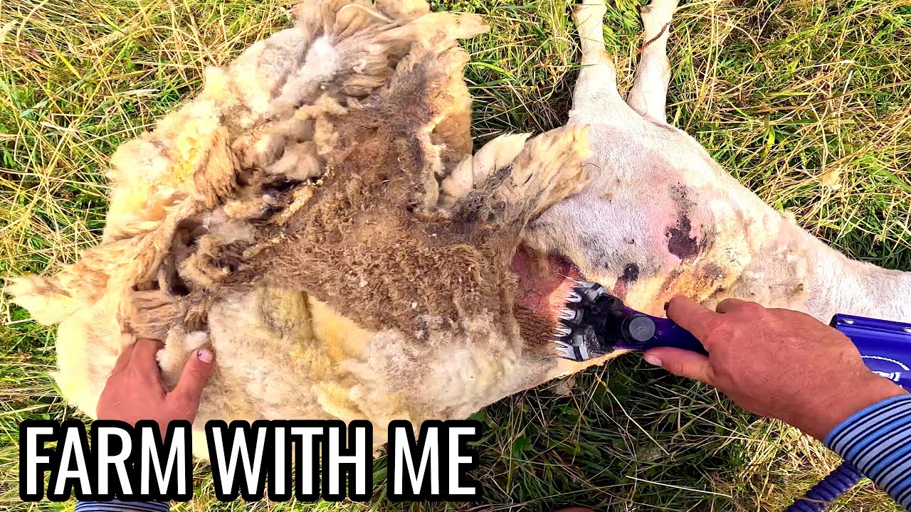 Maggots Under Matted Fleece - Flystrike Treatment for Sheep - YouTube