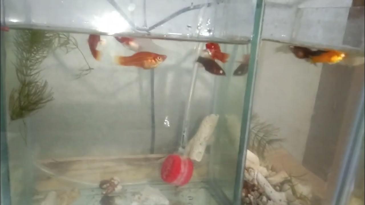 Mga isda na pwedeng pag samahin sa aquarium / gold fish/ angel fish/ koi 🐟🐟🐟 - YouTube