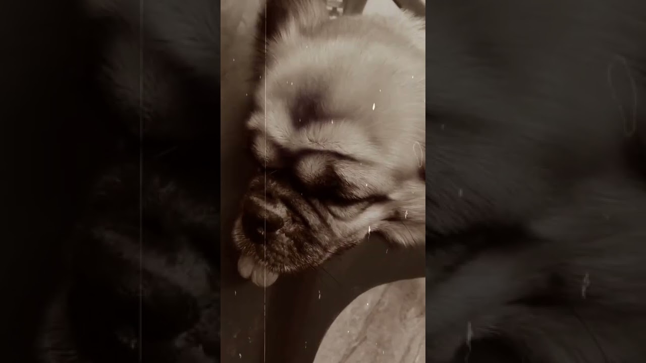 #otha Rosa pillaiya romba arpudhama valarthirukkama! 🤣😂#ramar#comedy# ...